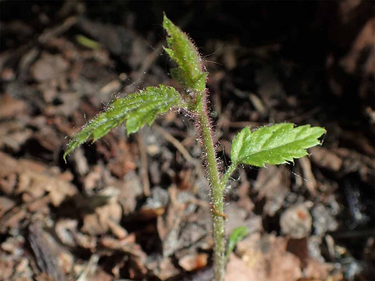 How to Grow Hazel Trees From Seed - A Recipe to Success