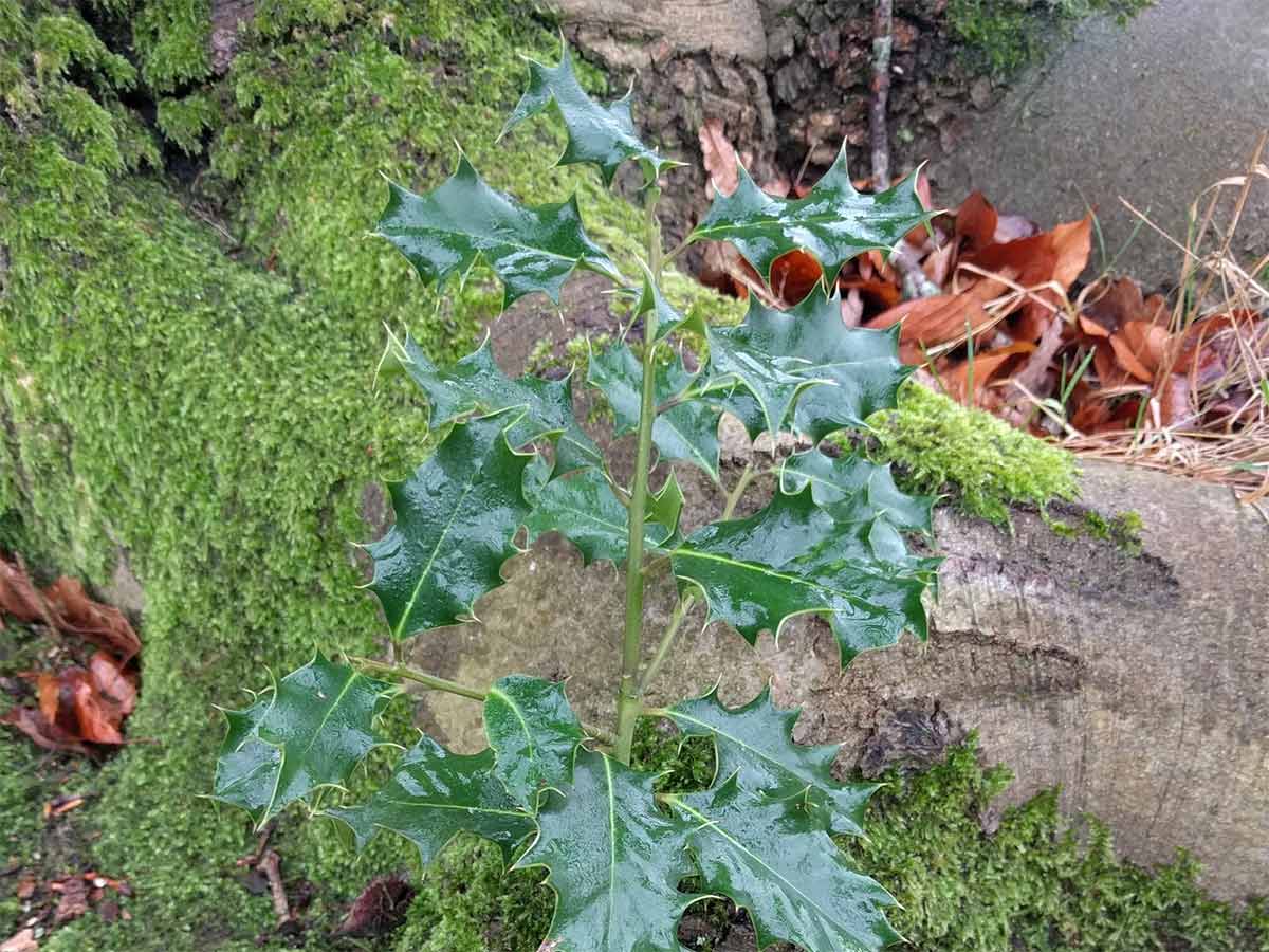 How to Grow Holly Trees From Seed - A Recipe to Success