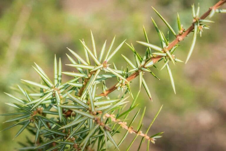 How to grow Juniper - Grow Native Trees from Seed