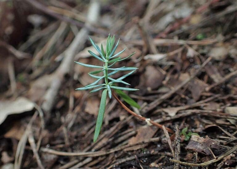 How to grow Juniper - Grow Native Trees from Seed