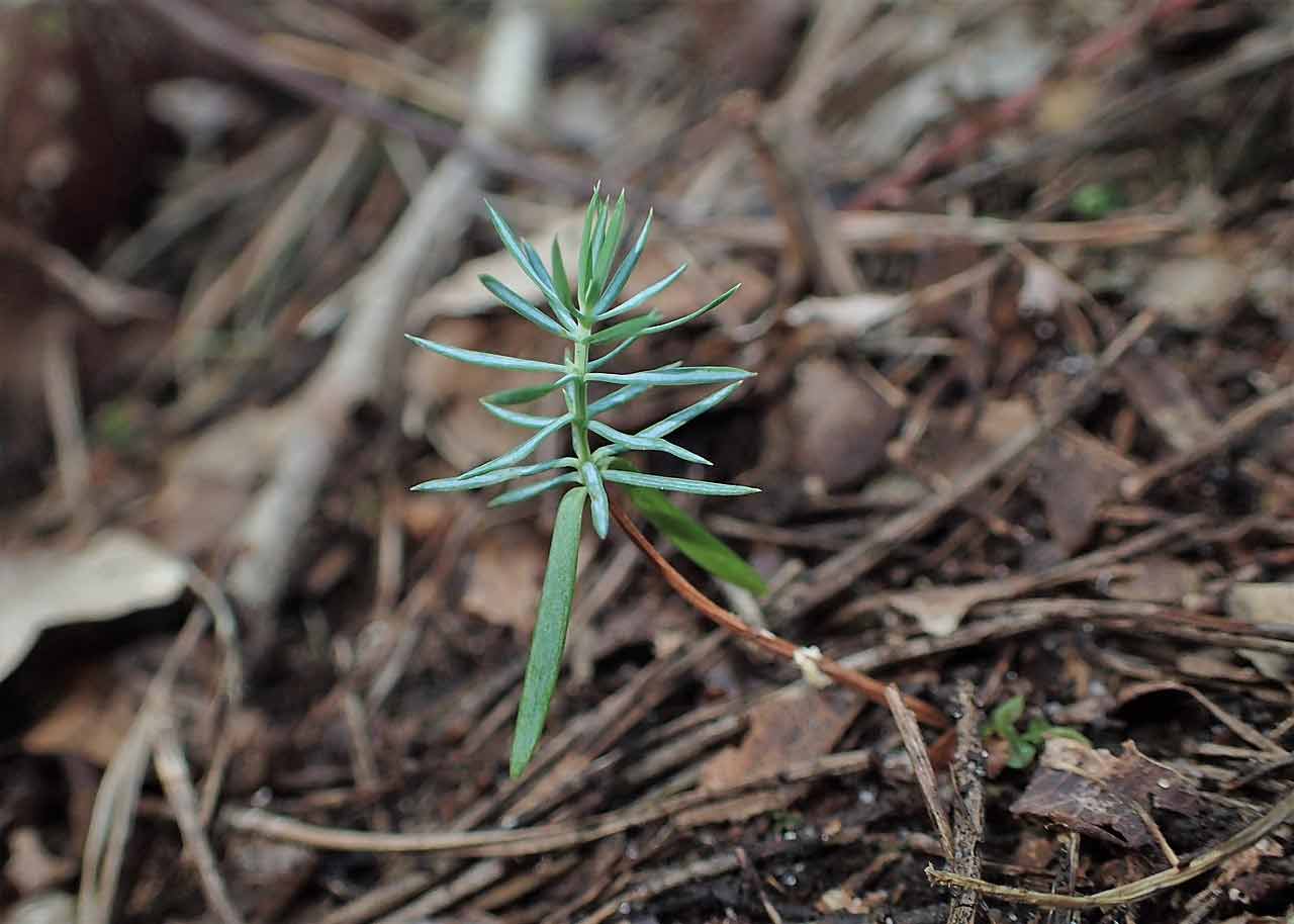 How to Grow Juniper | A Comprehensive Guide How to Grow Juniper | A Comprehensive Guide