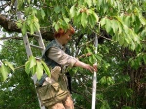 How to grow Aspen - nativetreesfromseed.com
