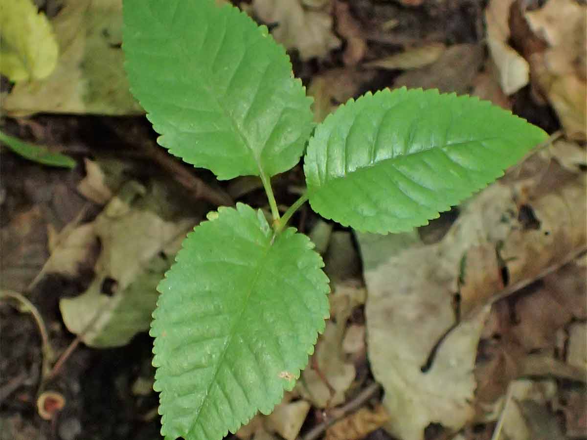 How To Grow Wild Cherry Trees From Seed - A Simple Recipe