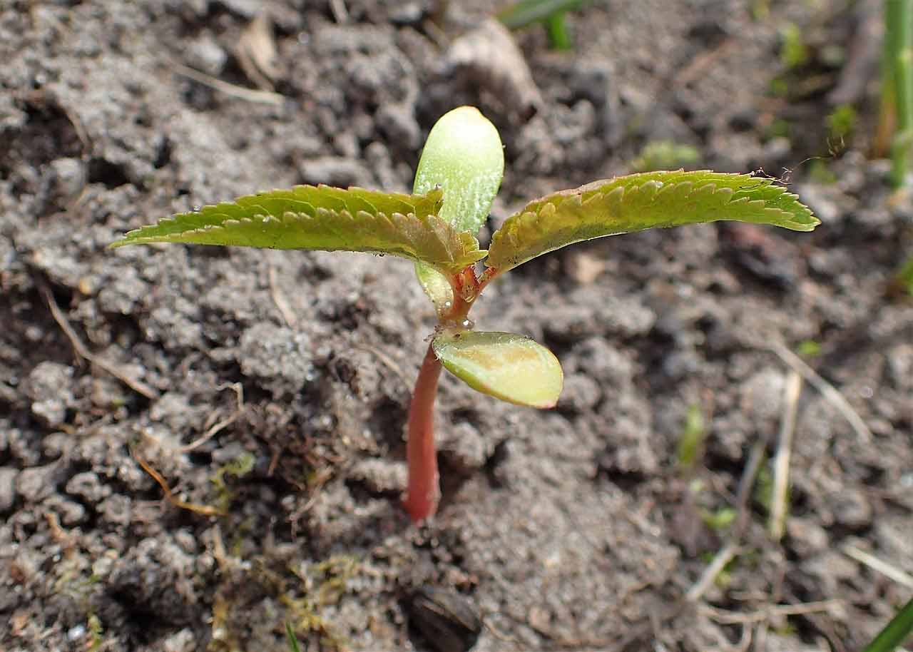 How To Grow Wild Cherry Trees From Seed - A Simple Recipe