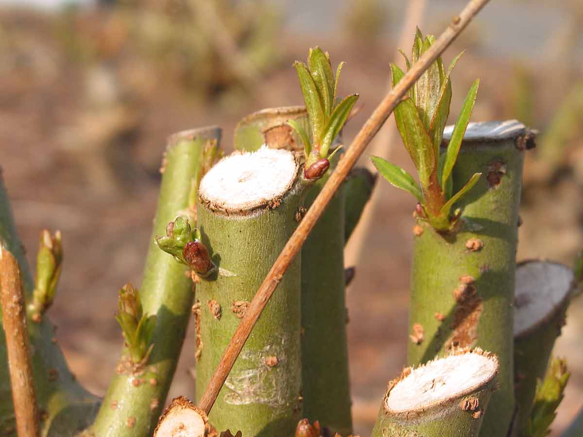 How to grow Grey Willow - nativetreesfromseed.com