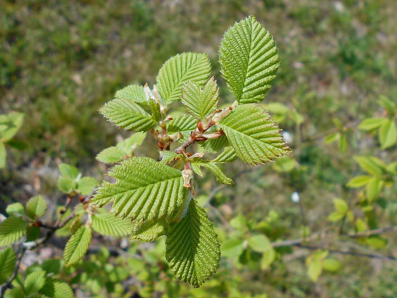 How to grow Wych Elm - Grow Native Trees from Seed