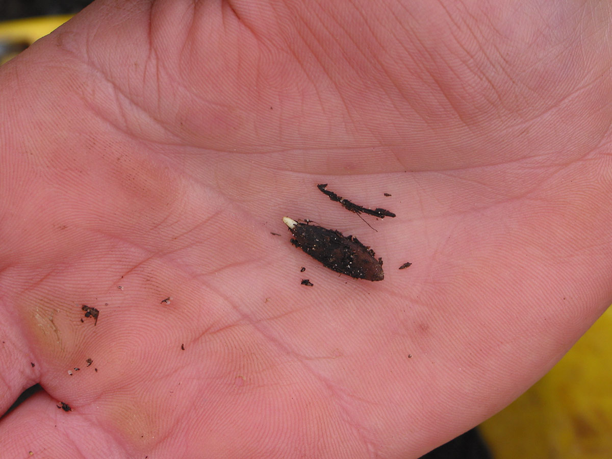 Make your garden a home for hedgehogs - Grow Native Trees from Seed