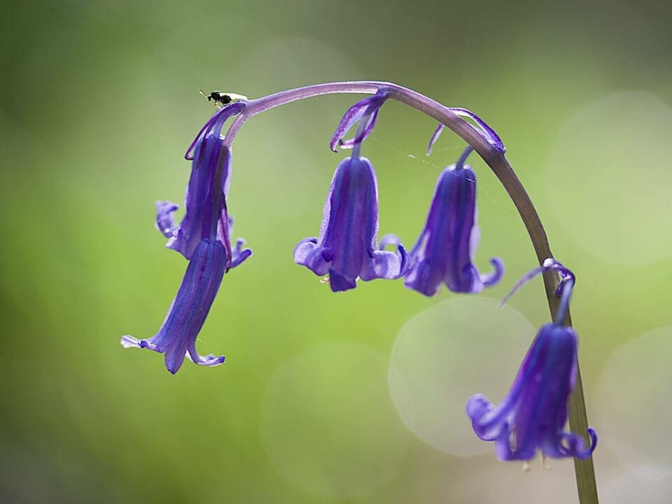 Bluebell (Hyacinthoides non-scripta) | A Woodland Wildflower