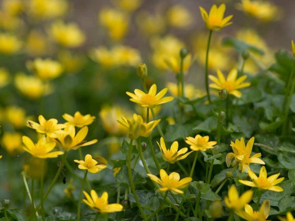 Native spring-flowering bulbs for wildlife - nativetreesfromseed.com