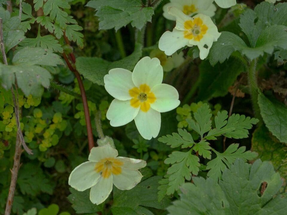 Primrose (Primula vulgaris) | A Woodland Wildflower