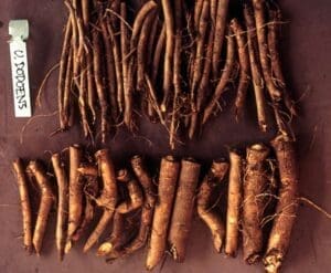 How to grow Aspen - nativetreesfromseed.com