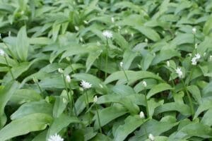 Wild Garlic (Allium ursinum) | A Woodland Wildflower
