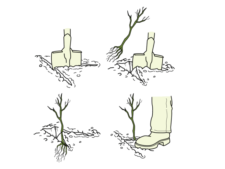 How to plant trees - get your new trees off to a good start