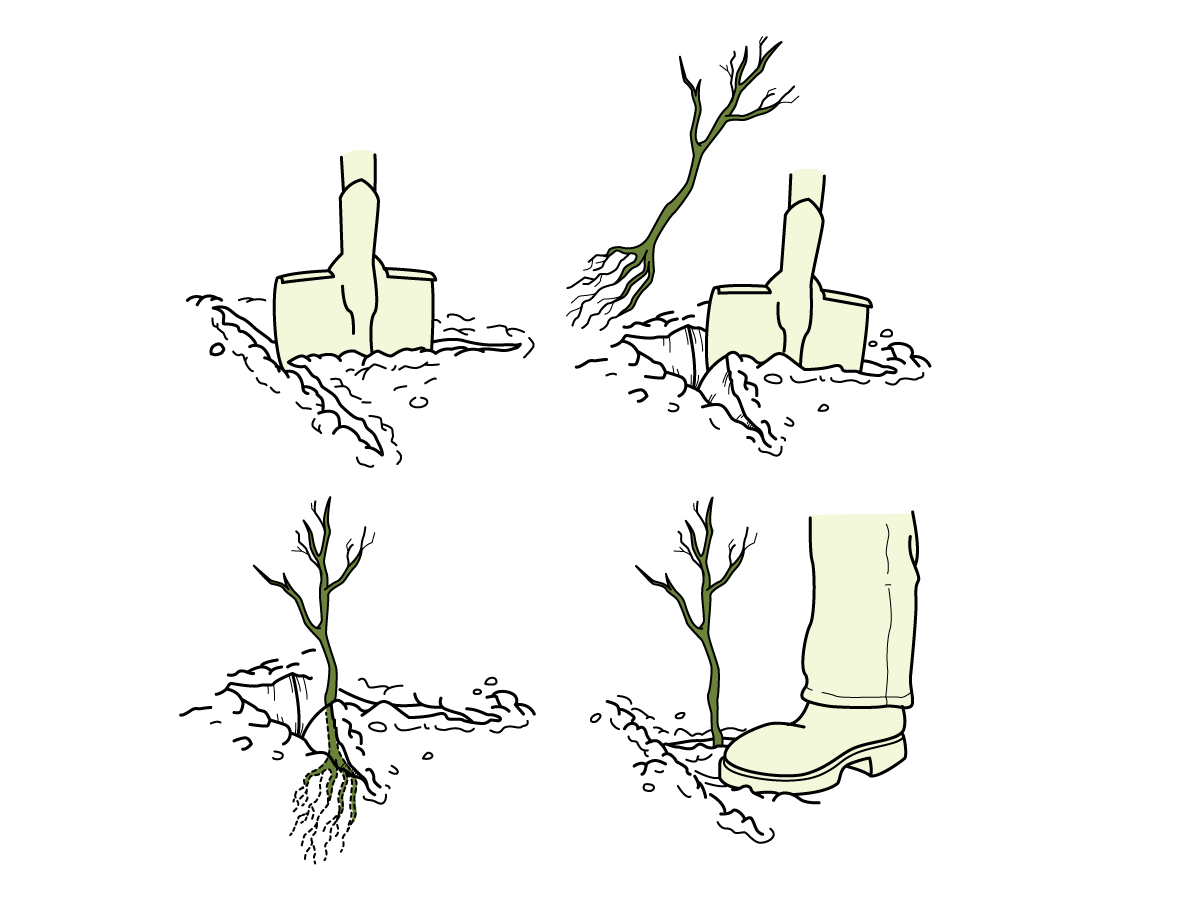 A Guide to Planting Trees Correctly