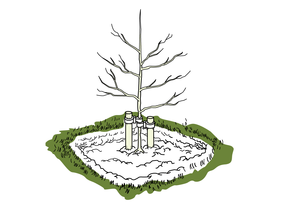 A Guide to Planting Trees Correctly