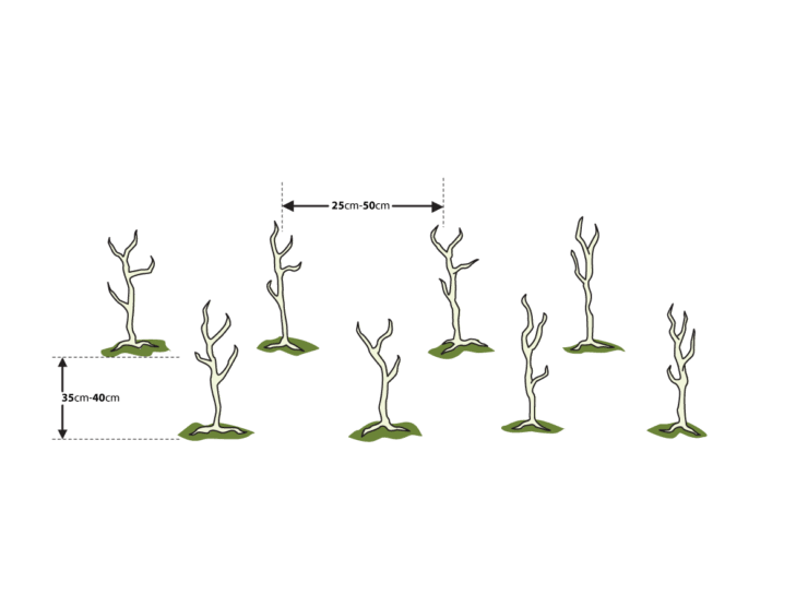 How to plan a wildlife hedge - nativetreesfromseed.com