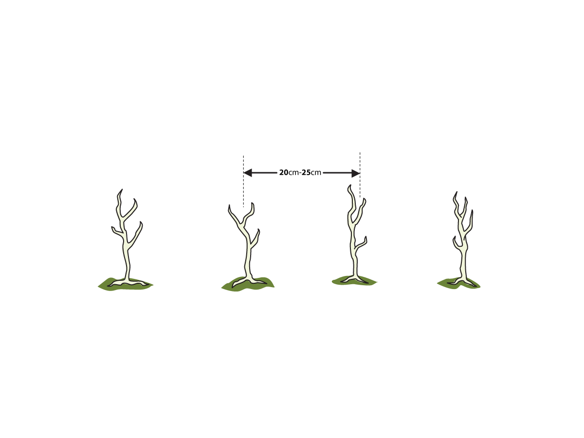 How to plan a wildlife hedge - nativetreesfromseed.com