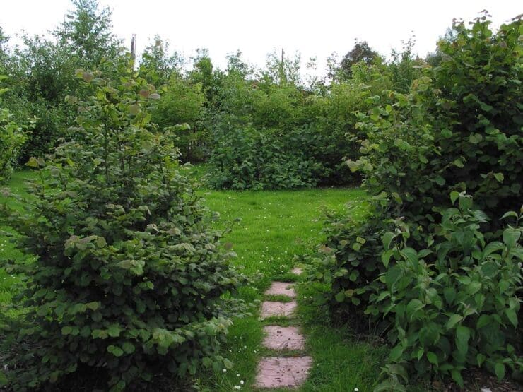 How to coppice trees - the art of managing hazel and other tree species