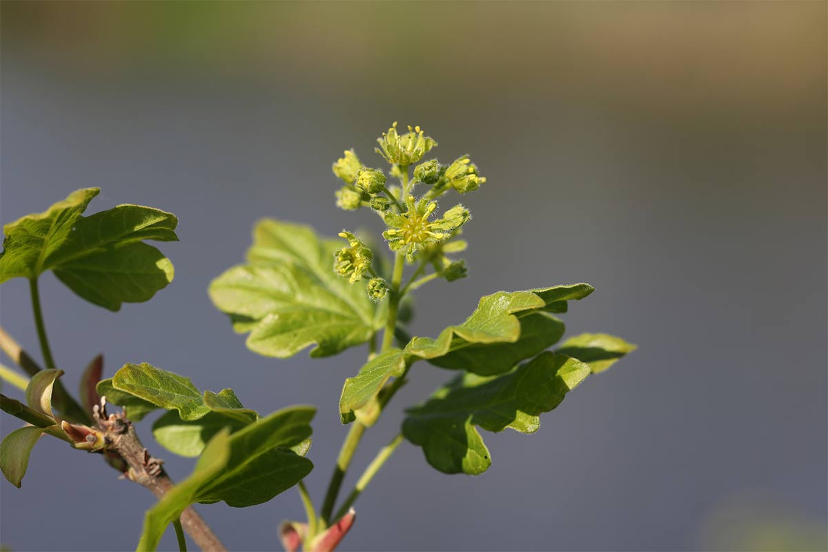 How to identify Field Maple - nativetreesfromseed.com