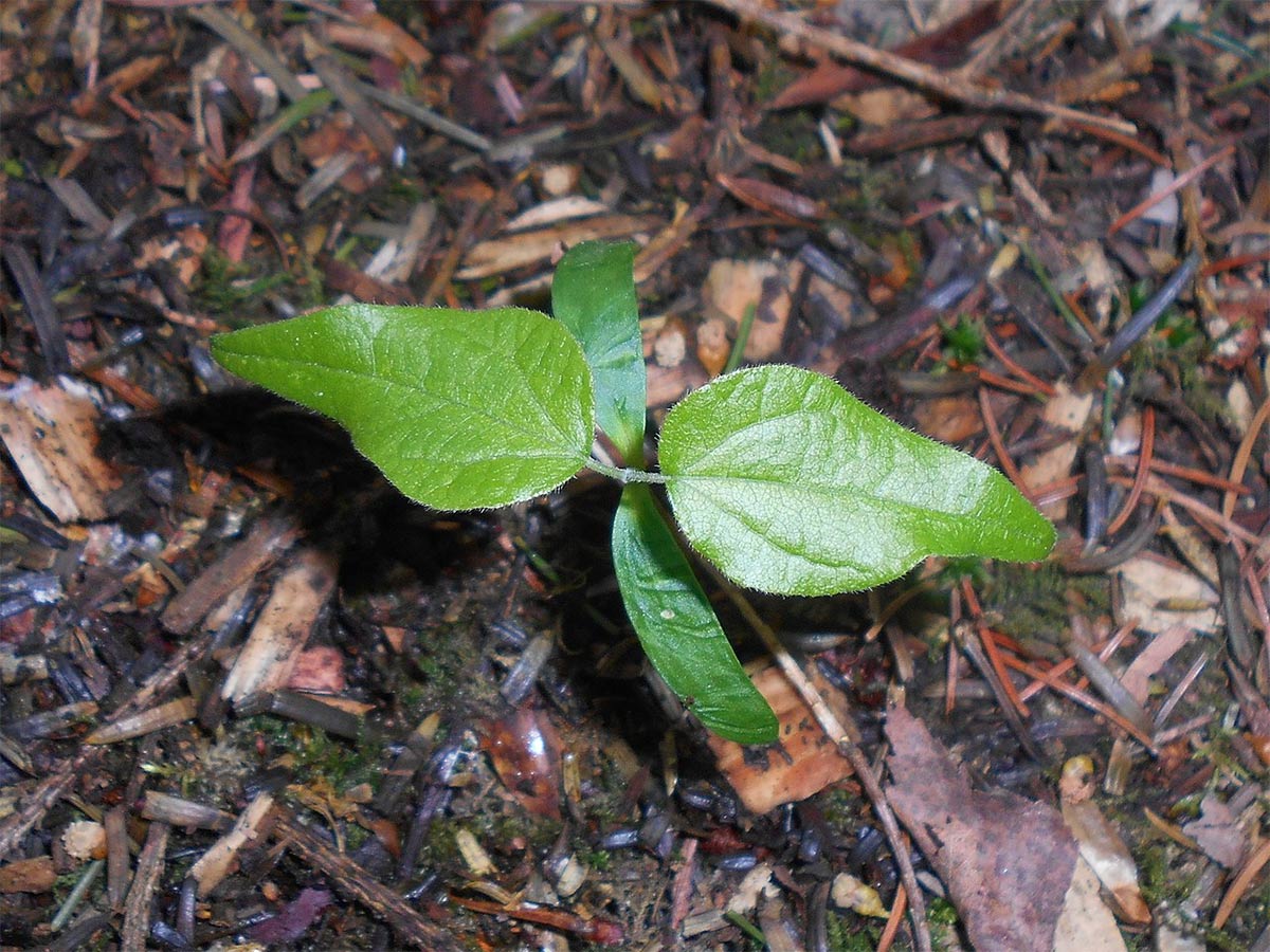 How to grow Field Maple - nativetreesfromseed.com