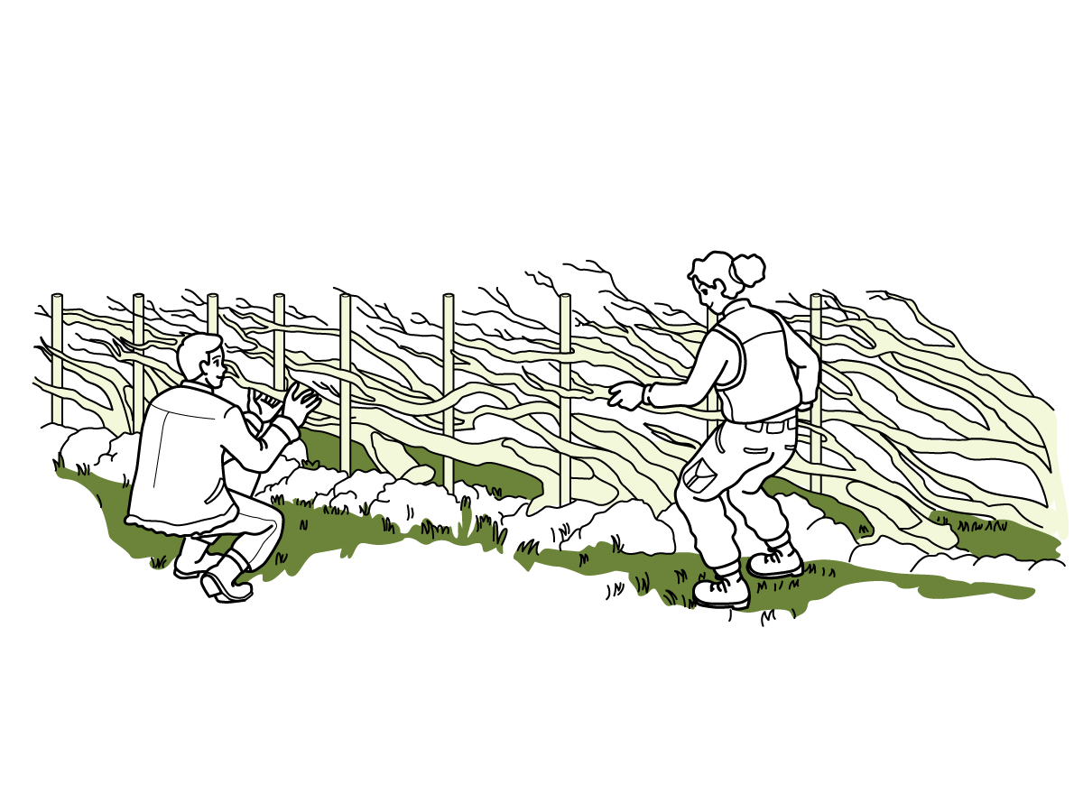 How to lay a hedge Midlands style - a complete guide