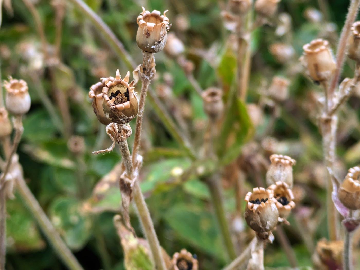 Red Campion (Silene dioica) | A Woodland Wildflower